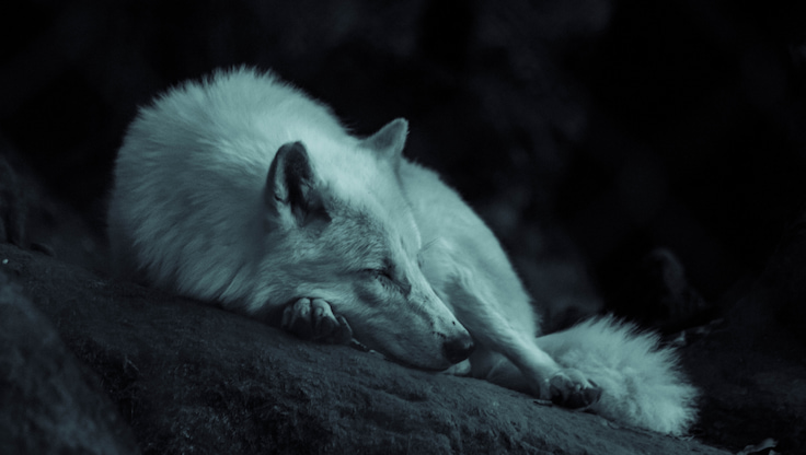 Werewolf's Heartsong Novel by DizzyIzzyN Book Review - Werewolf – GoodNovel